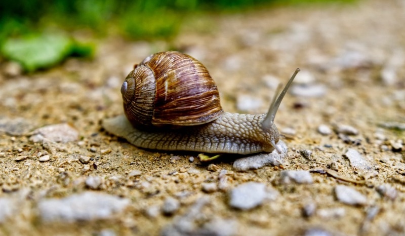 How to Avoid Snails in the Garden - Lacoste Garden Centre webshop ...