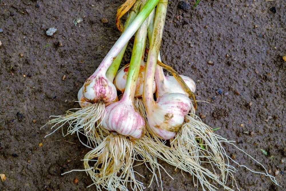 How to Plant and Grow Garlic - Lacoste Garden Centre webshop | Winnipeg