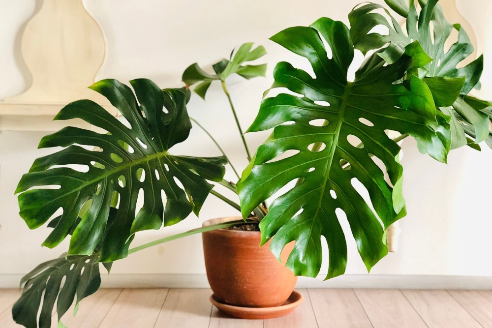 The Best Tips for a Stunning Monstera - Lacoste Garden Centre webshop ...