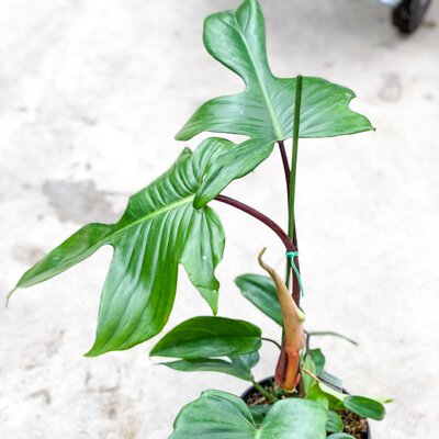 Buy indoor plants near Winnipeg | Lacoste Garden Centre - Lacoste ...