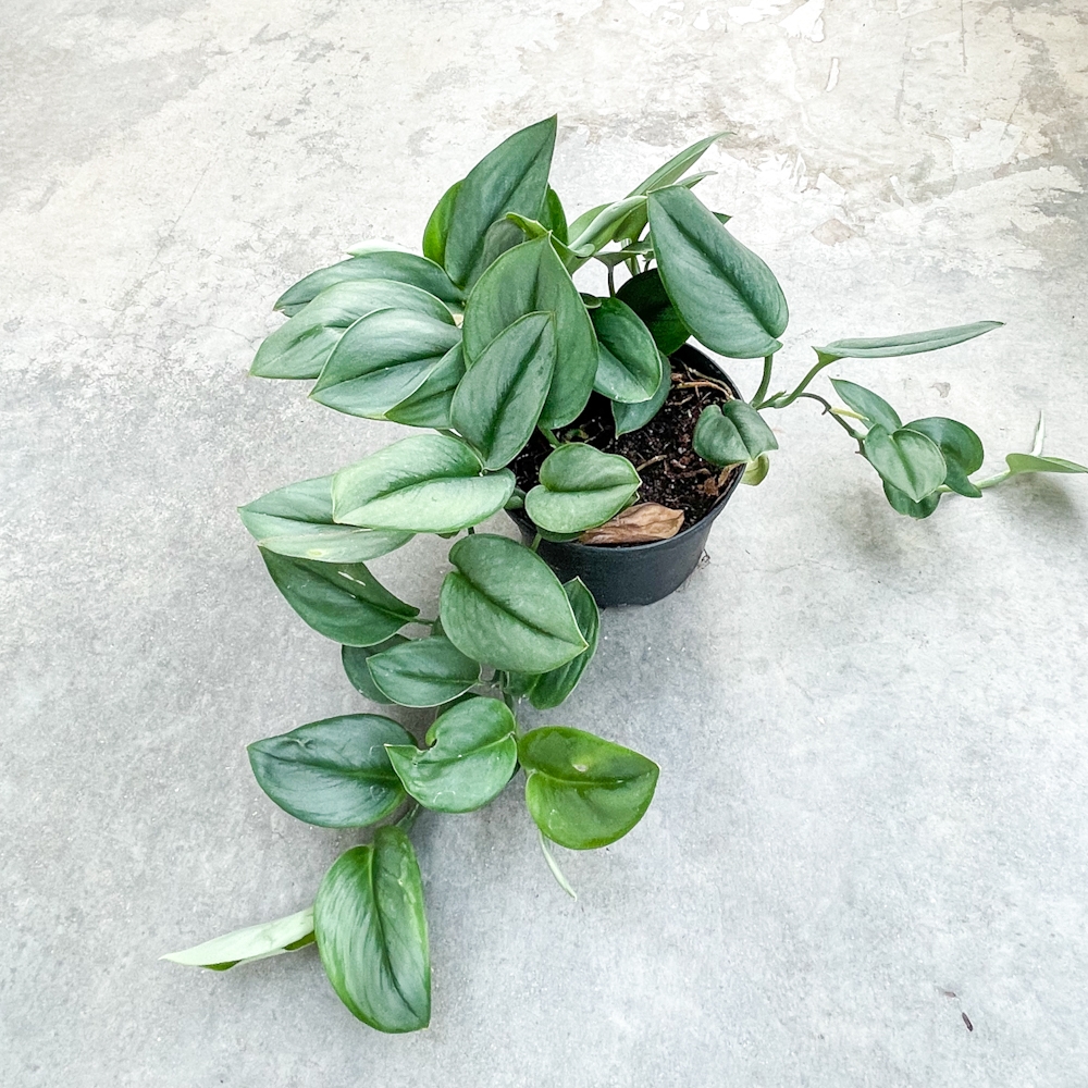 Scindapsus Sterling Silver - Lacoste Garden Centre webshop | Winnipeg