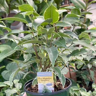 Buy indoor plants near Winnipeg | Lacoste Garden Centre - Lacoste ...