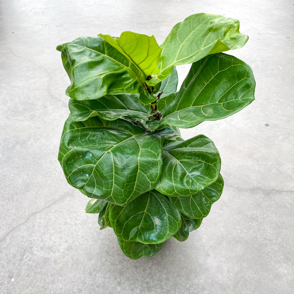 Ficus Lyrata Bush - Lacoste Garden Centre webshop | Winnipeg