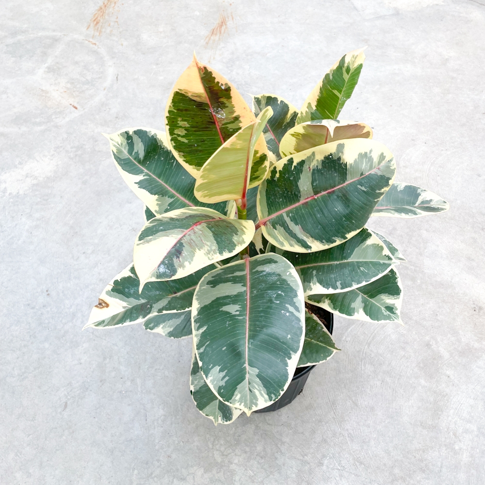 10" Ficus Tineke - Lacoste Garden Centre webshop | Winnipeg