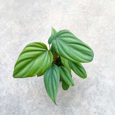 Philodendron Bipennifolium Columbia