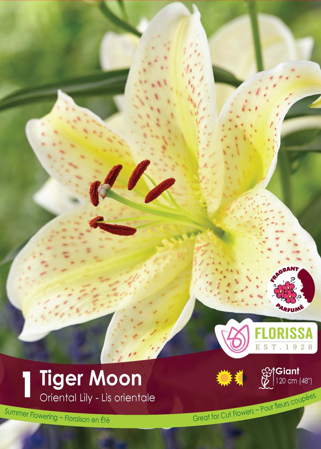 Lily Oriental Tiger Moon - Lacoste Garden Centre webshop | Winnipeg