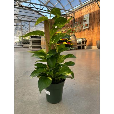 Lacoste Garden Centre webshop Winnipeg